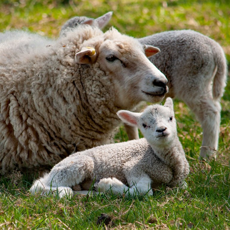 Lamb of God- Look, See, Pray – Look, See, Pray