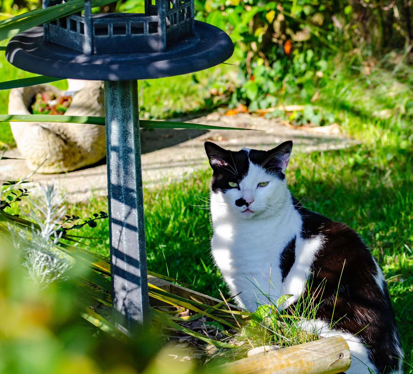 “Excuse me, Mr Cat…” Look, See, Pray – Look, See, Pray